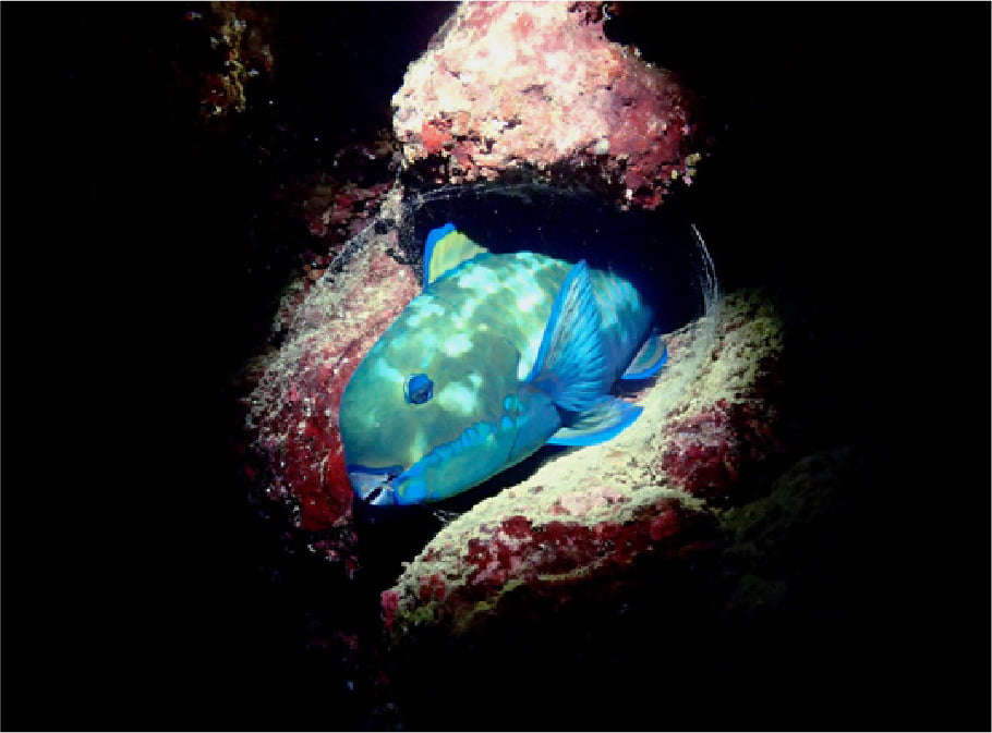 ダイビング – isola